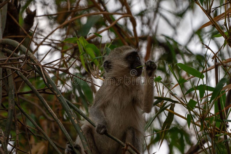 Small Grey Monkey Climbing on the Tree Branch Stock Image - Image of ...