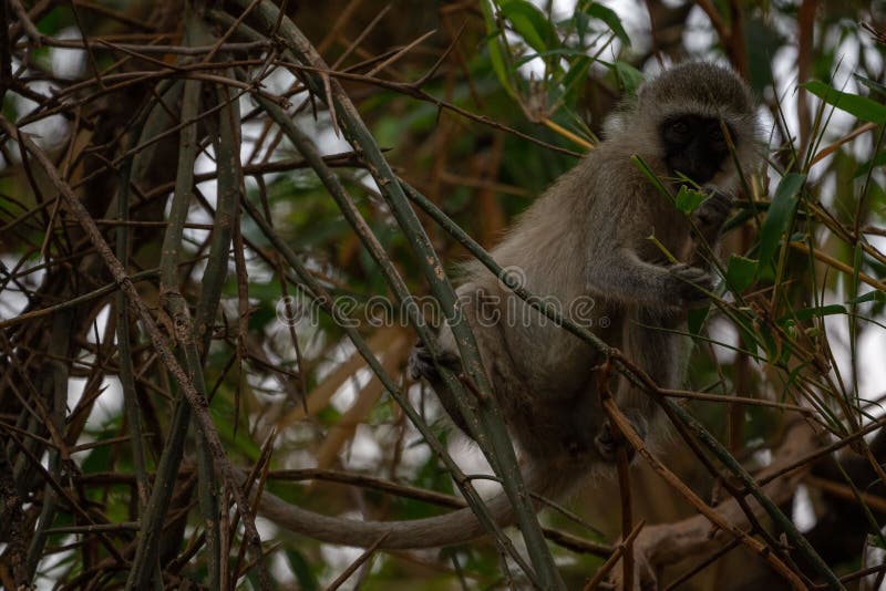 Small Grey Monkey Climbing on the Tree Branch Stock Image - Image of ...