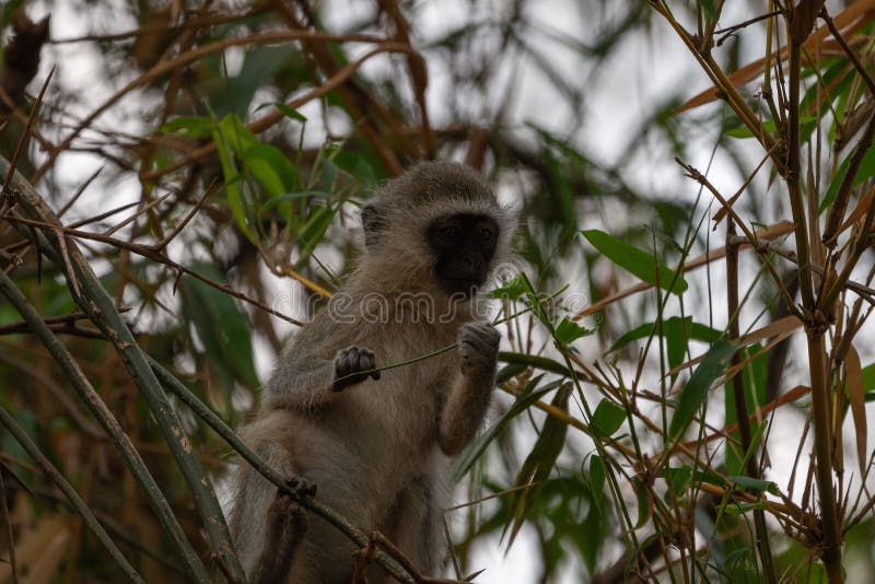 Small Grey Monkey Climbing on the Tree Branch Stock Photo - Image of ...