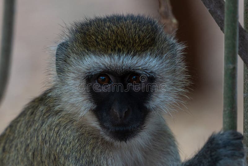 Small Grey Monkey Climbing on the Tree Branch Stock Photo - Image of ...