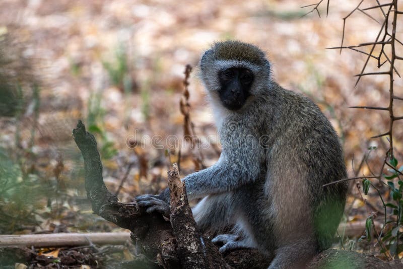 Small Grey Monkey Climbing on the Tree Branch Stock Photo - Image of ...