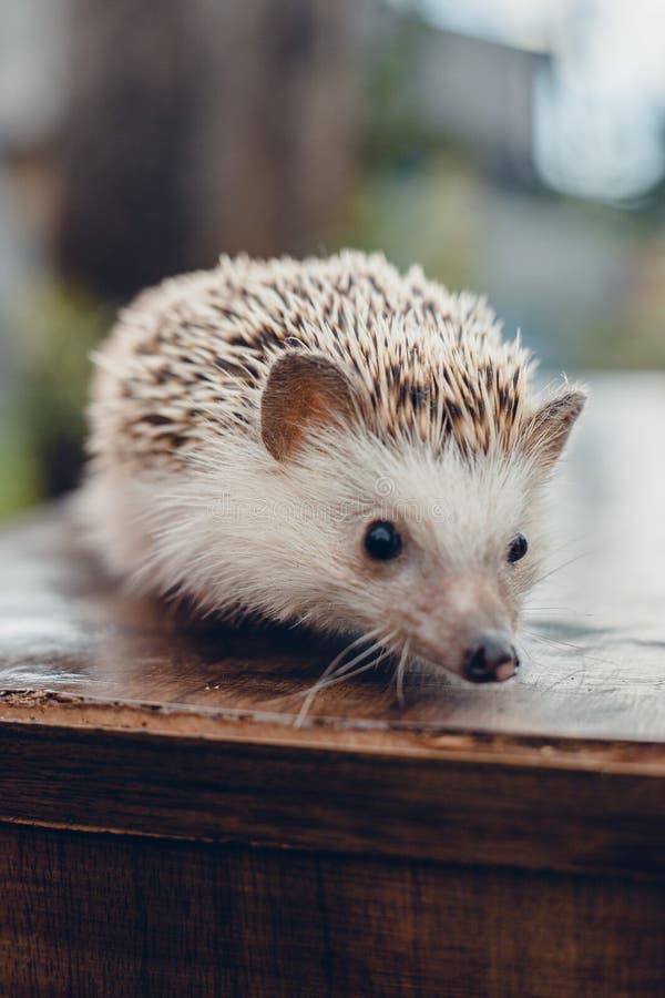 Little Spiky Hedgehog is Walking on the Table Stock Image - Image of ...