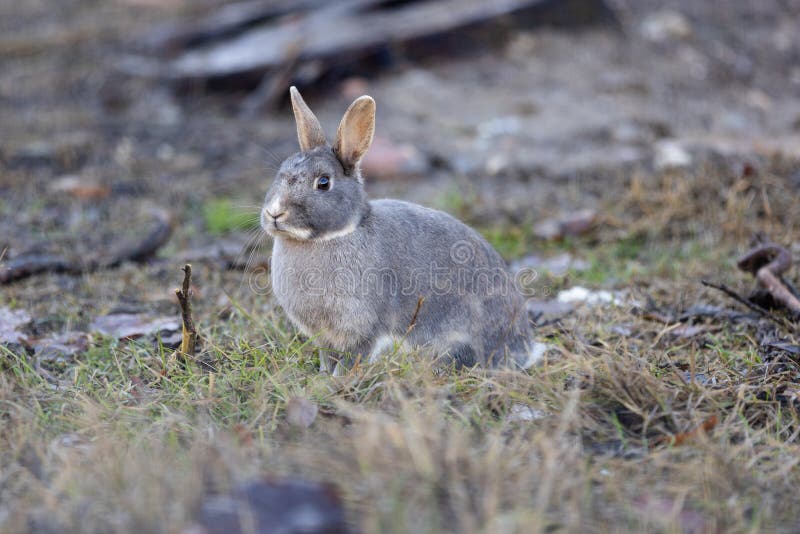 Small Grey Rabbit Outside in the Grass Stock Photo - Image of wildlife ...