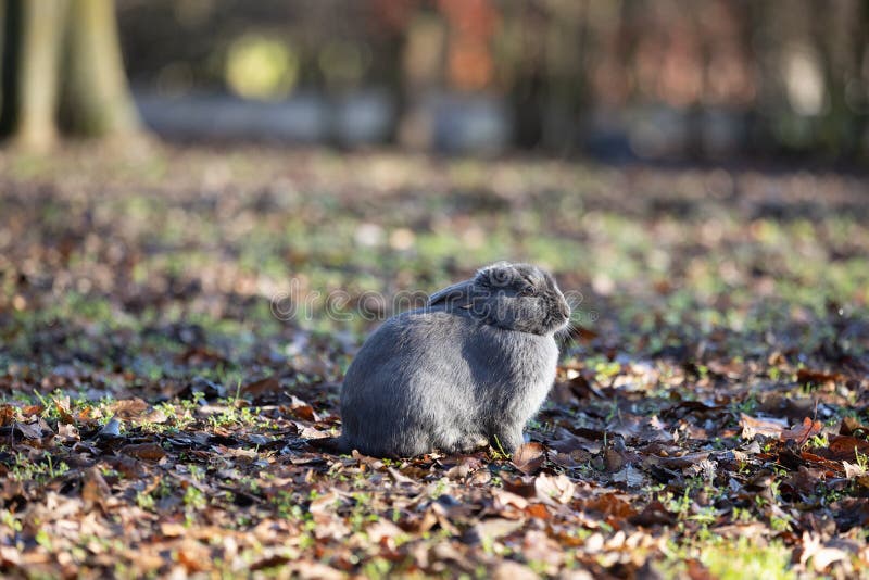 Small Grey Rabbit Outside Leaves Stock Photos - Free & Royalty-Free ...
