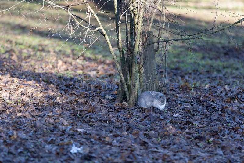 Small Grey Rabbit Outside among the Leaves Stock Photo - Image of ...