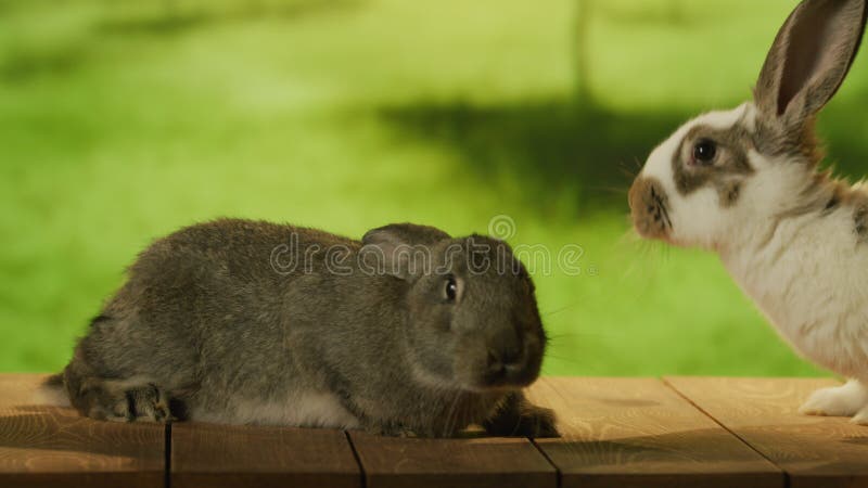 Small Grey Rabbit Walking To a White Rabbit Stock Video - Video of ...