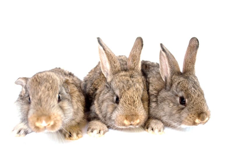 Three baby rabbits stock image. Image of sitting, rabbit - 6479003