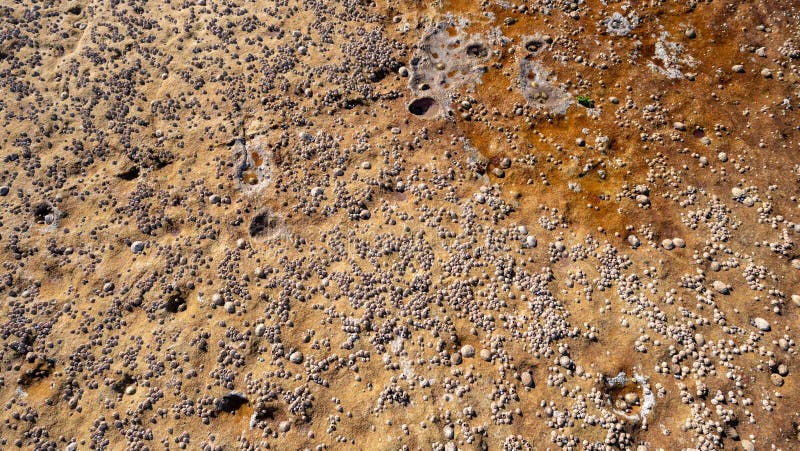 Small Grey Shells on Orange Rock Stock Photo - Image of rock, cronulla ...