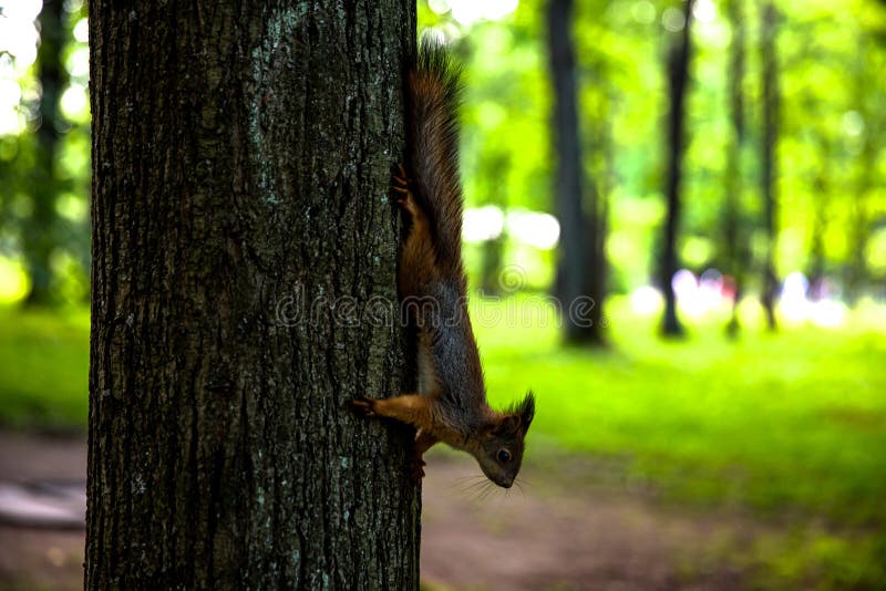 A Grey Squirrel is Skillfully Climbing Up a Tall Tree in the Woods ...
