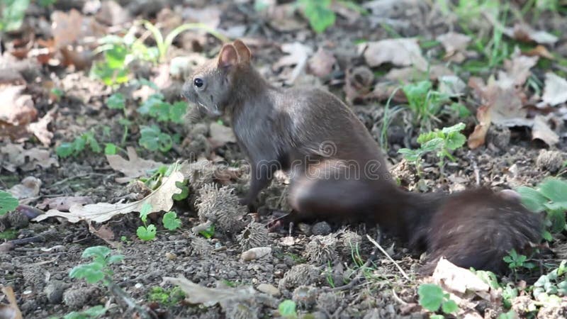 Small Grey Squirrel with Large Dense Tail Sitting on Fallen Leaves and ...