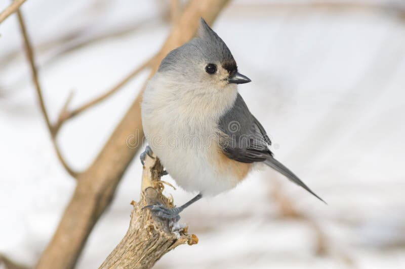 Small Grey Tufted Titmouse Bird Perched on a Tree Branch Stock Image ...