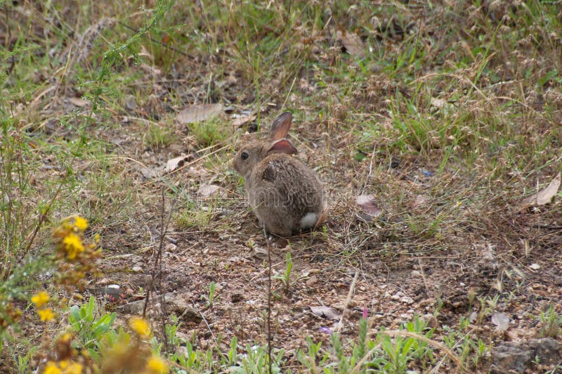 Small Grey Wild Hare, Rabbit in the Grass Stock Image - Image of animal ...