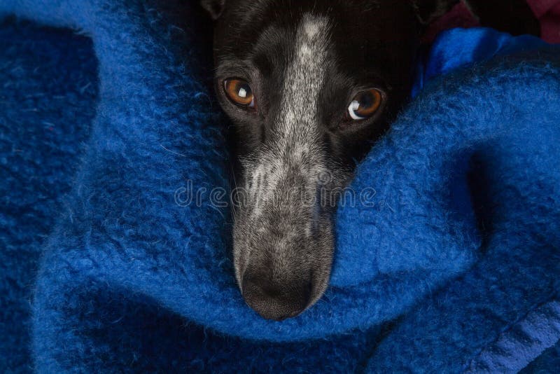 Small Greyhound with Curious Look Stock Image - Image of cute, outdoor ...