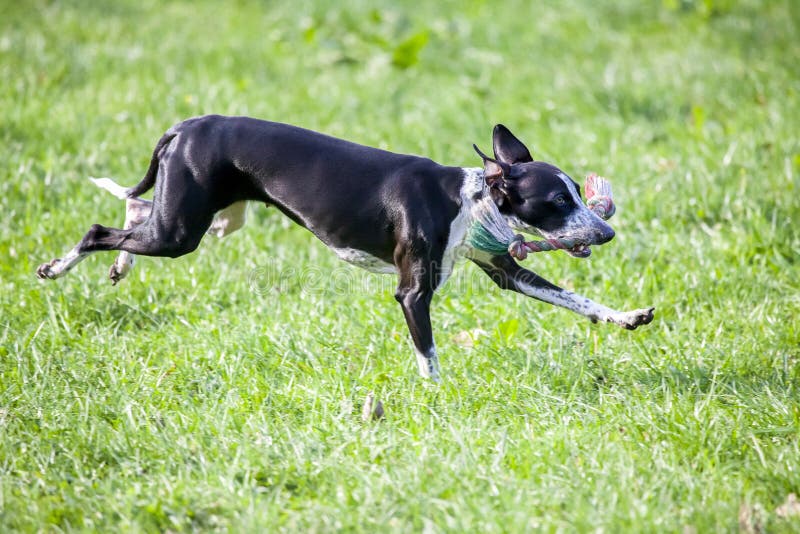 Small Greyhound in Jump on Lawn Stock Image - Image of pedigreed ...