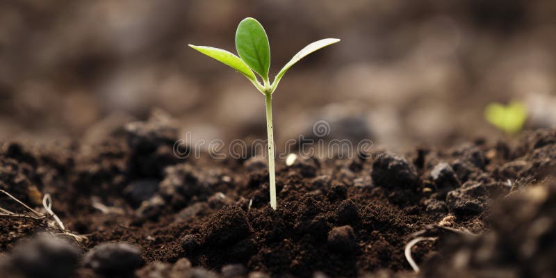 Small Groon Sprout Growing from the Soil Stock Photo - Image of garden ...