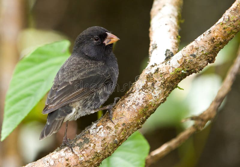 Finch. stock image. Image of bird, finches, exotic, forest - 16034599