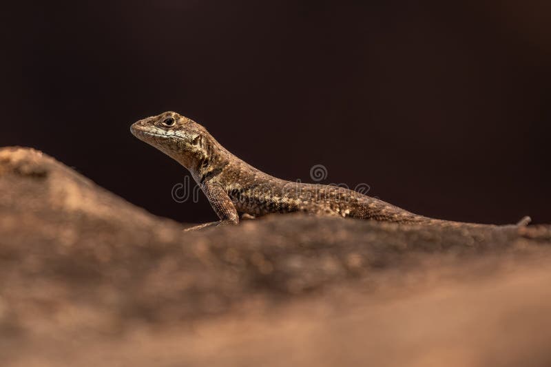 Small ground lizard stock photo. Image of macro, natural - 287075364