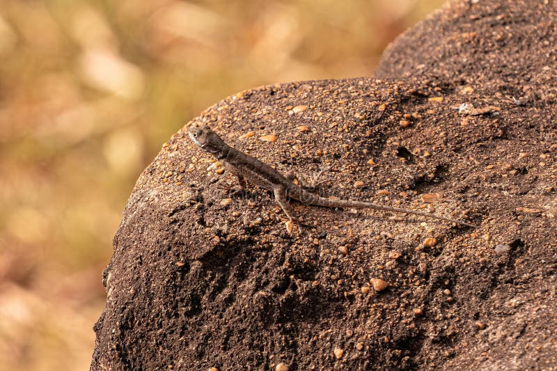 Small ground lizard stock photo. Image of nature, ground - 287077222