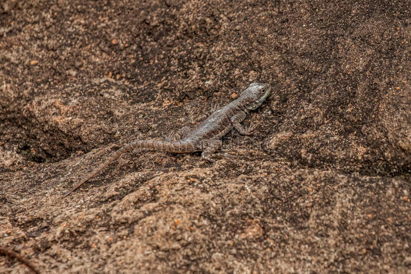 Small ground lizard stock image. Image of squamata, animalia - 258936957