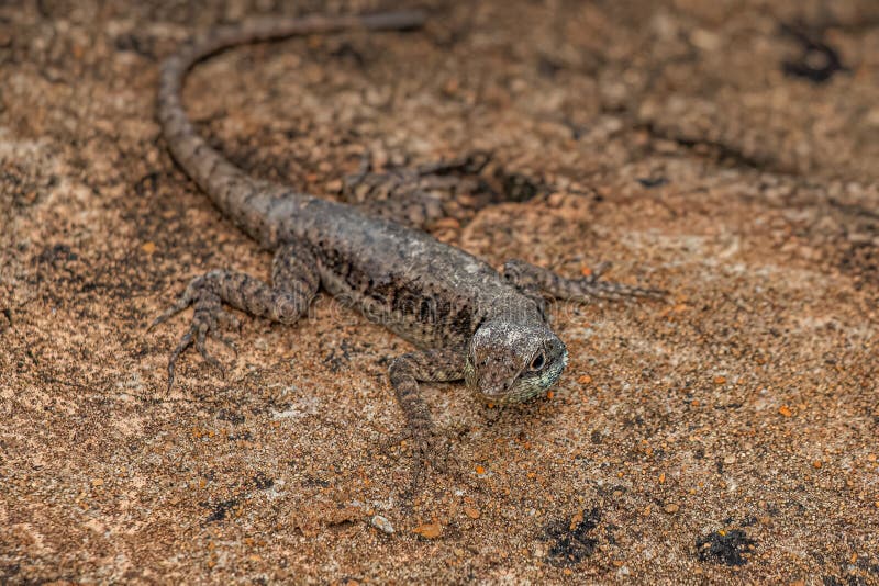 Small ground lizard stock image. Image of creature, natural - 258936965