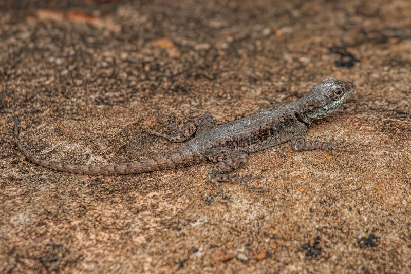 Small ground lizard stock image. Image of close, tropidurus - 258936971