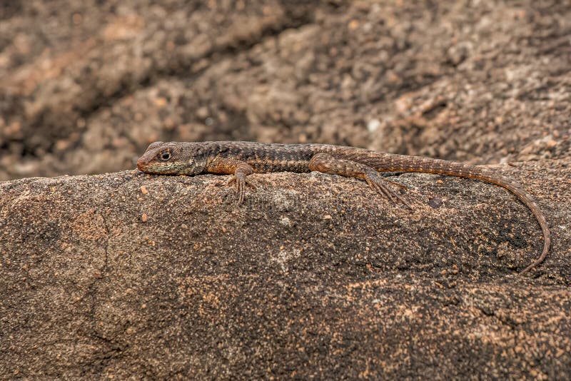 Small ground lizard stock image. Image of chordata, squamata - 258936973