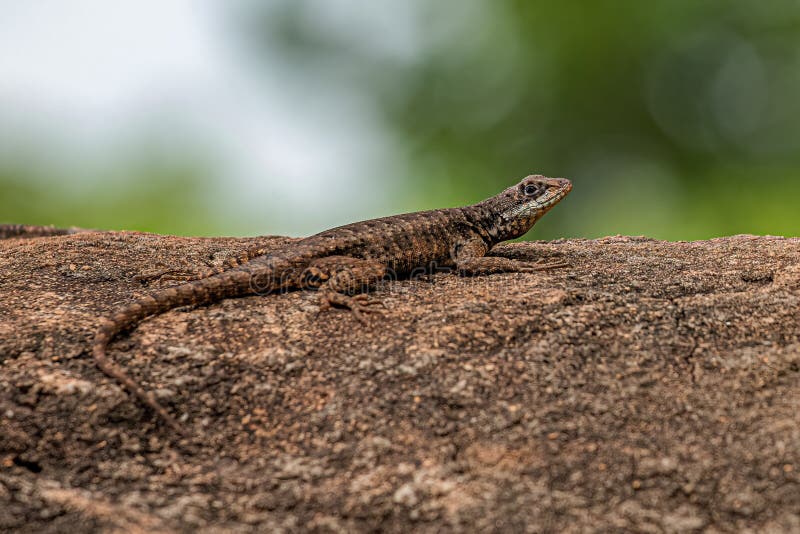 Small ground lizard stock image. Image of tropidurus - 258937559