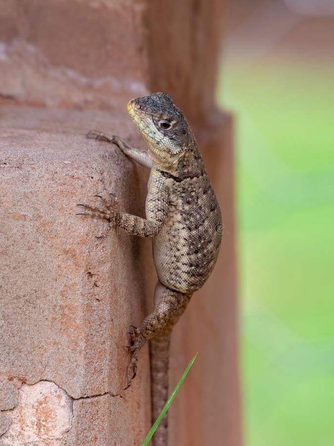 Small ground lizard stock photo. Image of lizard, natural - 233498142