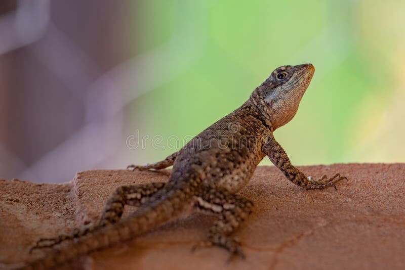 Small ground lizard stock image. Image of lagarto, sauria - 233498145
