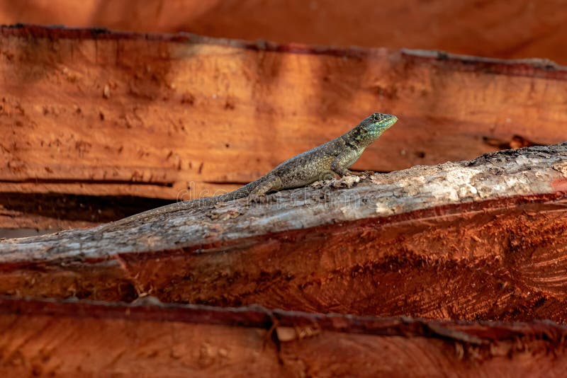 Small ground lizard stock image. Image of squamata, environment - 238167845