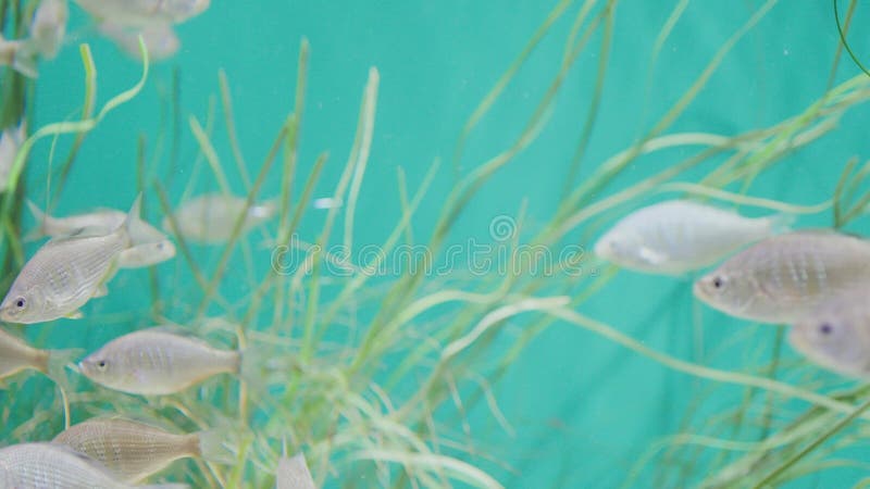 Small Group of Acheilognathus Typus Gliding Gracefully through ...