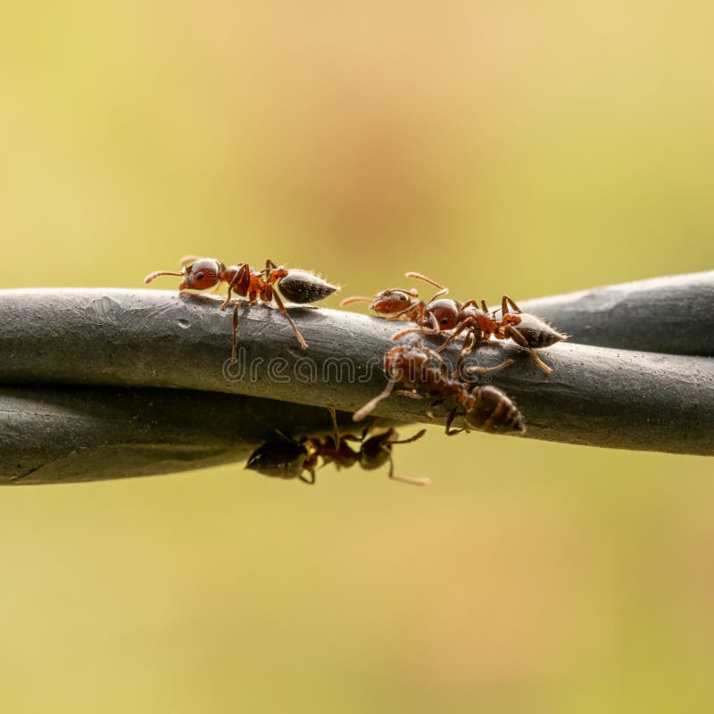 Small Group of Ants Pass on Wire Stock Photo - Image of close, insects ...