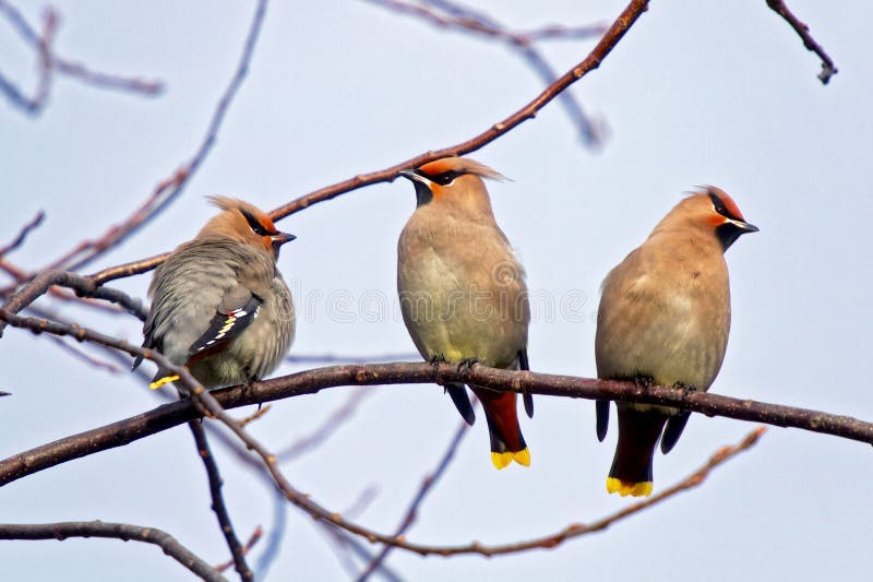 Small Group of Birds Perched on a Tree Branch in a Tranquil Outdoor ...