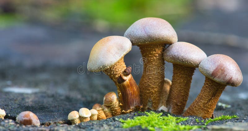 Brown Toadstool with Thin Stem Isolated on White Stock Photo - Image of ...