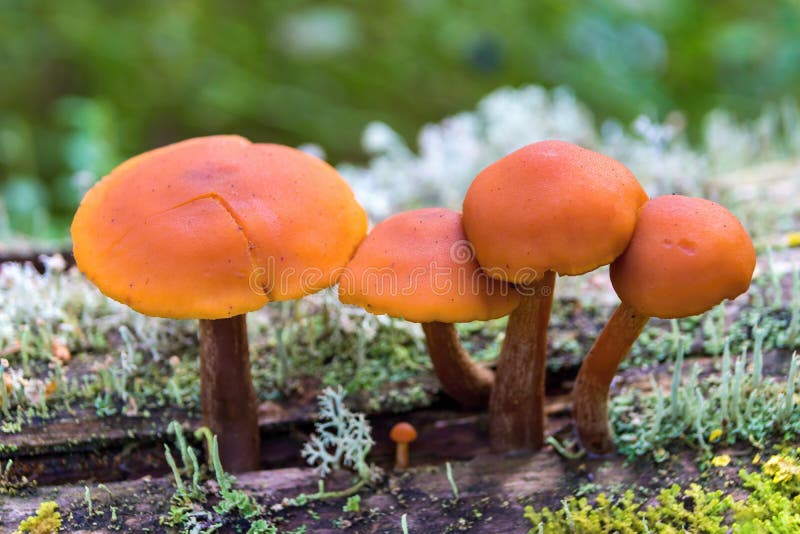 Bunch of Toadstools Growing on Stump in the Forest Stock Image - Image ...
