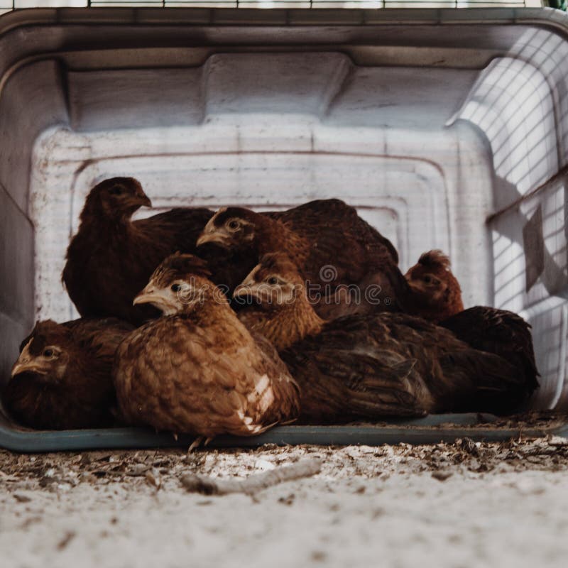 Small Group of Chickens in a Coop Stock Photo - Image of beaks ...