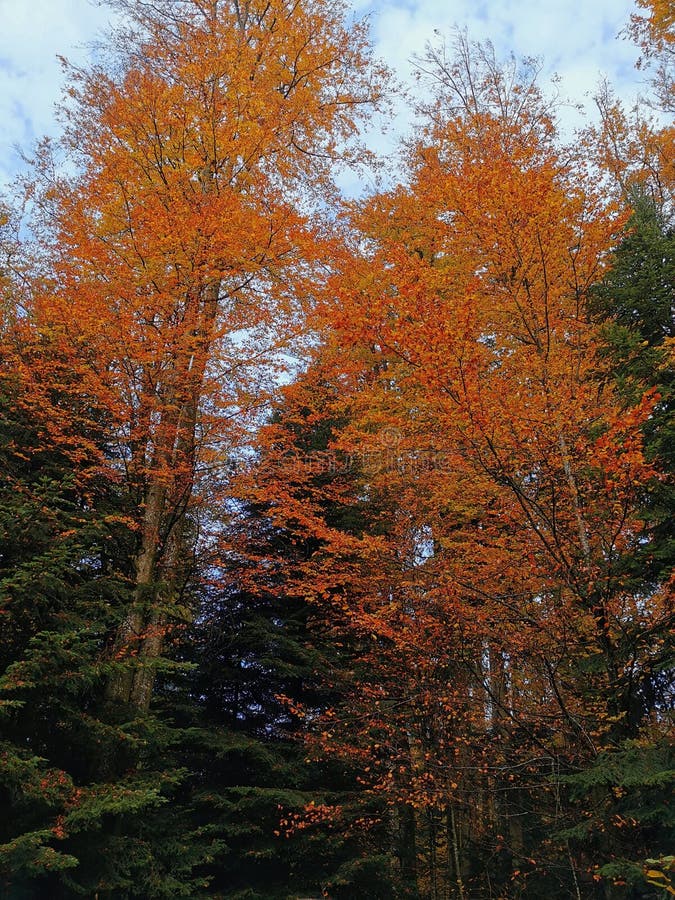 Small group of fall trees stock photo. Image of texture - 163886244