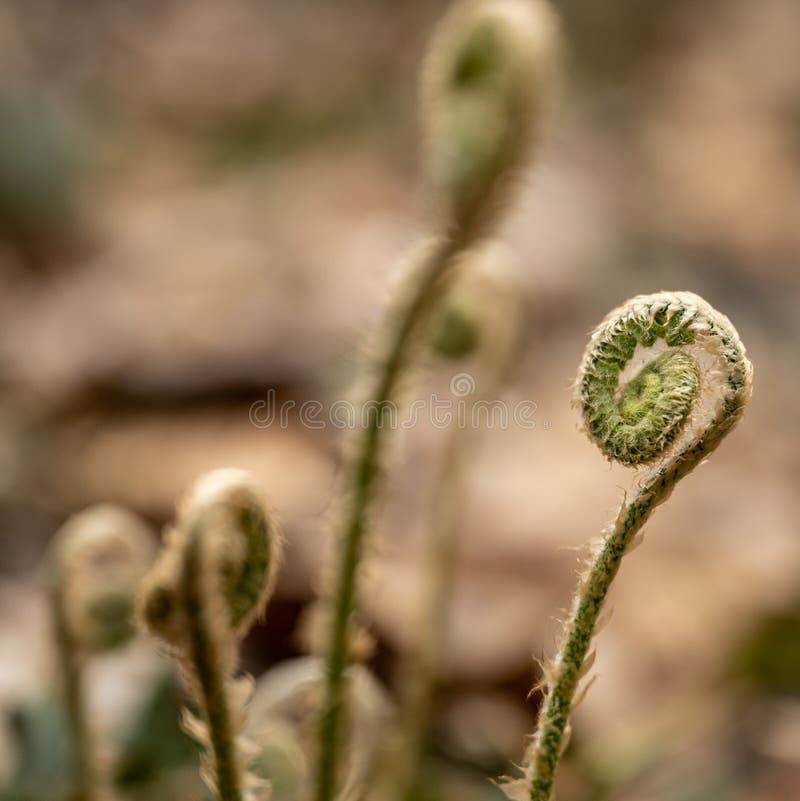 Small Group of Fiddle Head Ferns Stock Image - Image of folded, flora ...