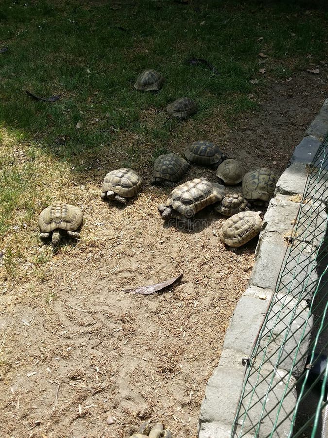 A Small Group of Greek Tortoise Stock Image - Image of travel, greek ...