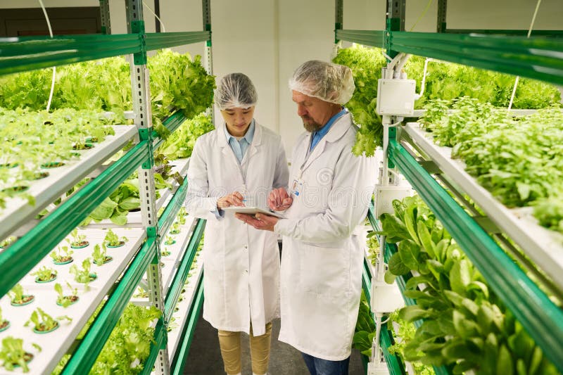 Small Group of Intercultural Agro Engineers Using Tablet in Greenhouse ...