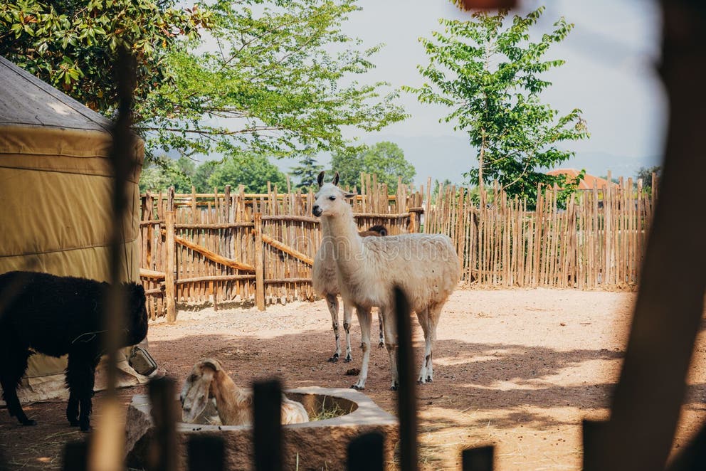 Small Group of Llamas in the Zoo. Stock Photo - Image of wool, white ...