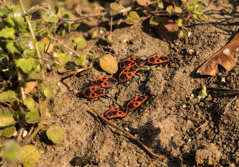 A Small Group of Firebugs on a Rocky Dry Ground Stock Photo - Image of ...