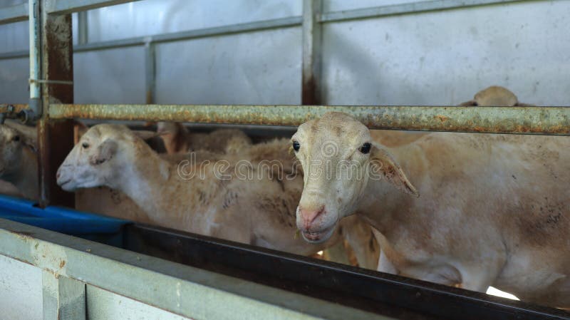 Small Group of Sheep in Farm Pen Stock Photo - Image of portrait, food ...