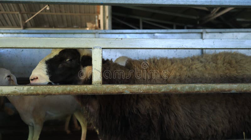 Small Group of Sheep in Farm Pen Stock Photo - Image of portrait ...