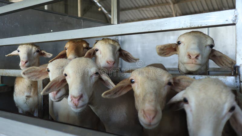 Small Group of Sheep in Farm Pen Stock Image - Image of cute, meat ...