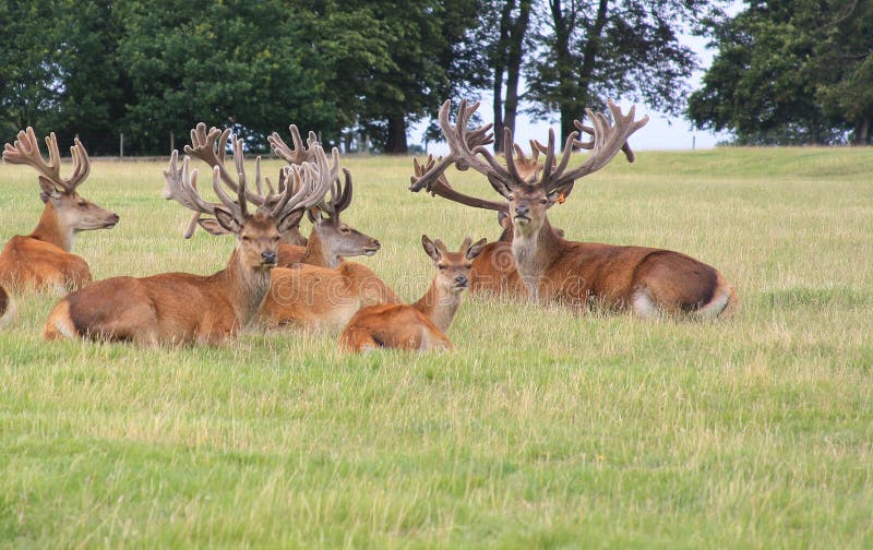 Small group of stags stock photo. Image of stags, stately - 10425870