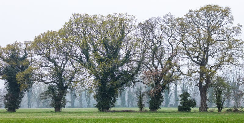 A Small Group of Trees on a Misty Morning Stock Photo - Image of forest ...