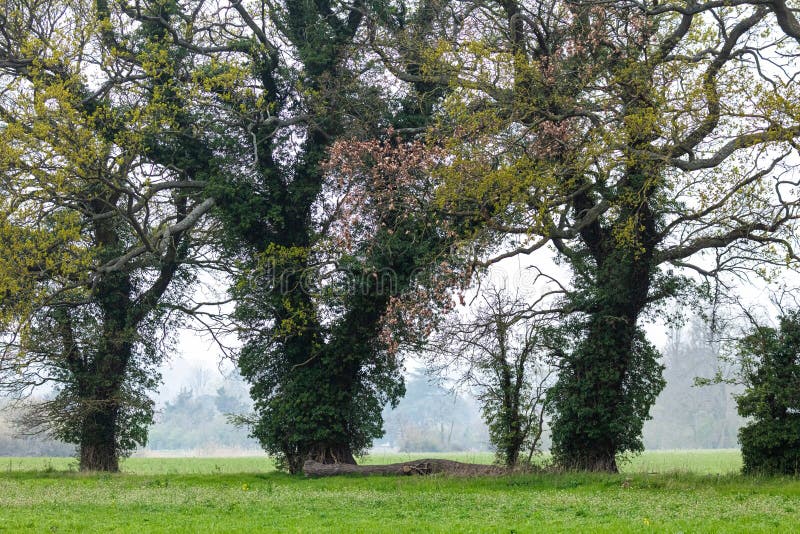 A Small Group of Trees on a Misty Morning Stock Image - Image of upward ...