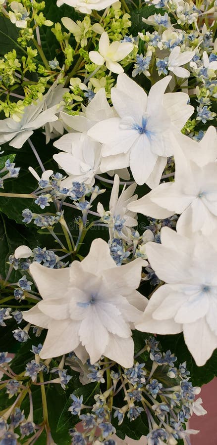 Bunch of Flowers stock photo. Image of blue, group, bunch - 120436776