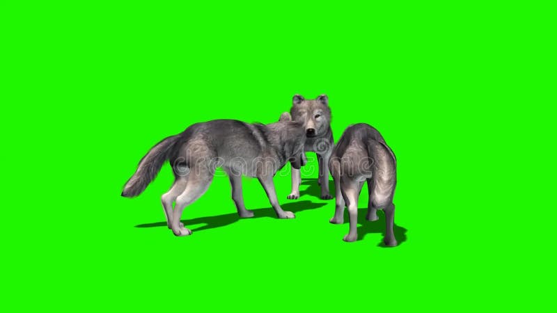 Small Group Wolves Eat with and without Shadow 4 - Green Screen Stock ...